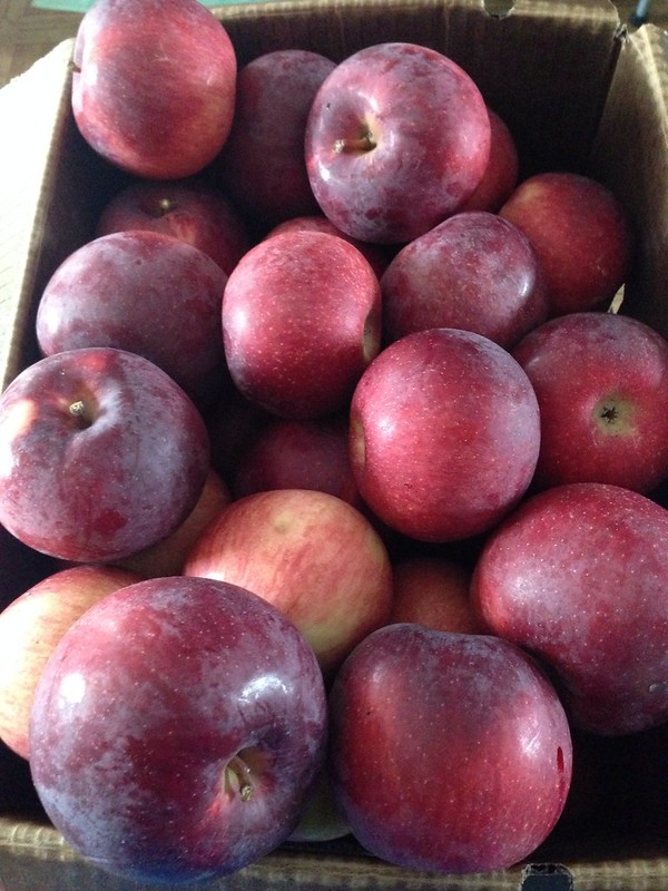 A definitive guide to apple picking - with recipes