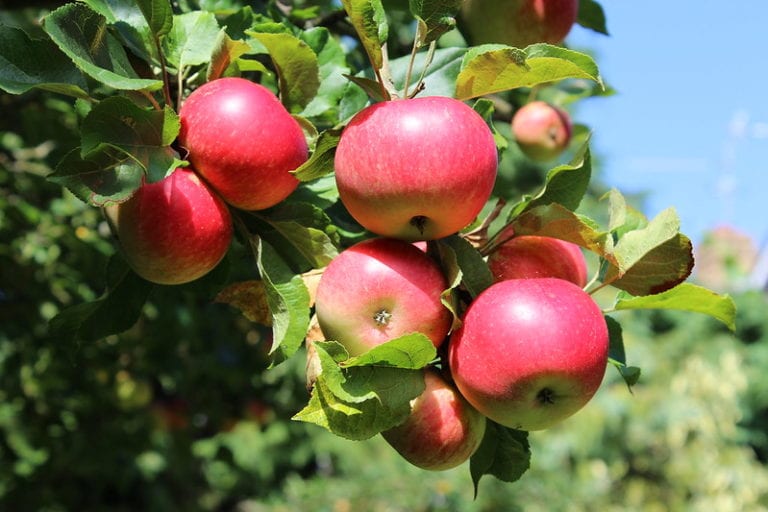 A definitive guide to apple picking - with recipes
