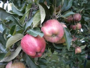 A definitive guide to apple picking - with recipes