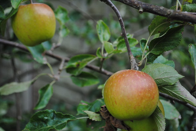 A definitive guide to apple picking - with recipes