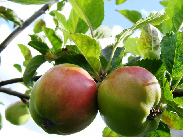 A definitive guide to apple picking - with recipes
