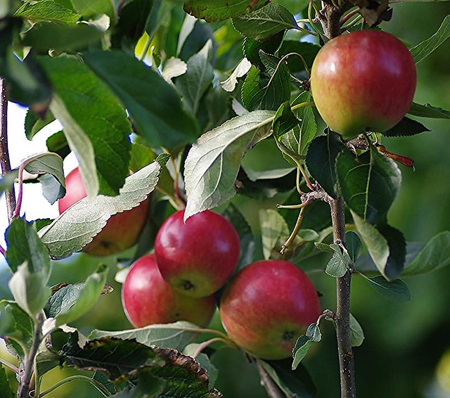 A definitive guide to apple picking - with recipes