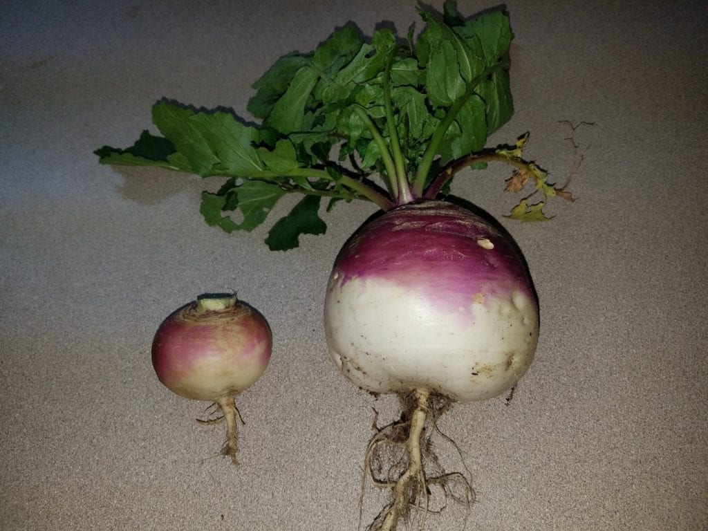 40 times people ordered groceries during quarantine and got mutated food