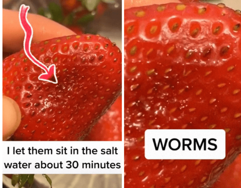 Apparently, when you put strawberries in salt water, tiny bugs crawl ...