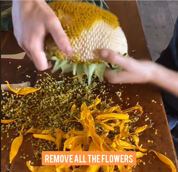 People are grilling whole sunflower heads like corn on the cob and it's ...