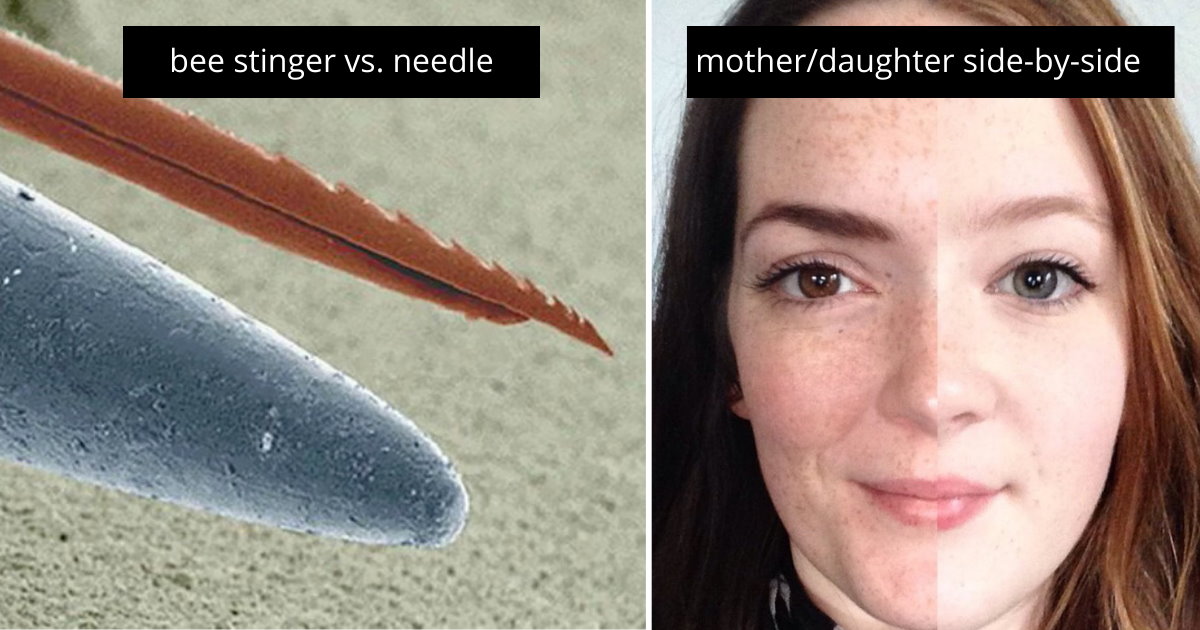 50 Comparison Photos Making You Look Twice