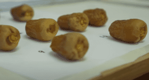 Scientists revive 2,000-yr-old tree with ancient seeds that could grow ...