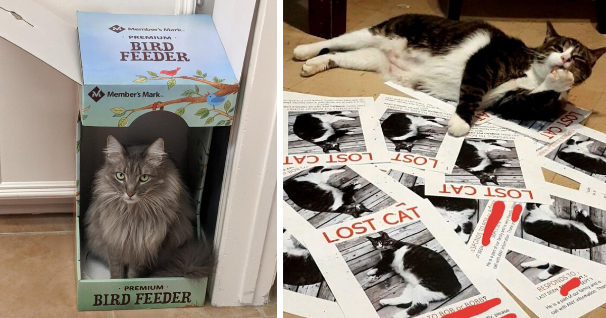 50 Cats that will crack you up