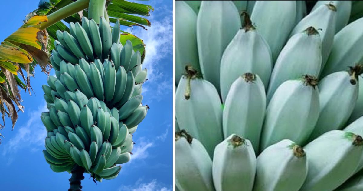 Blue Java Bananas taste exactly like vanilla ice cream and now you can ...