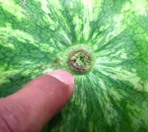 Farmer shares how to pick out the most perfect watermelon
