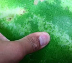 Farmer shares how to pick out the most perfect watermelon