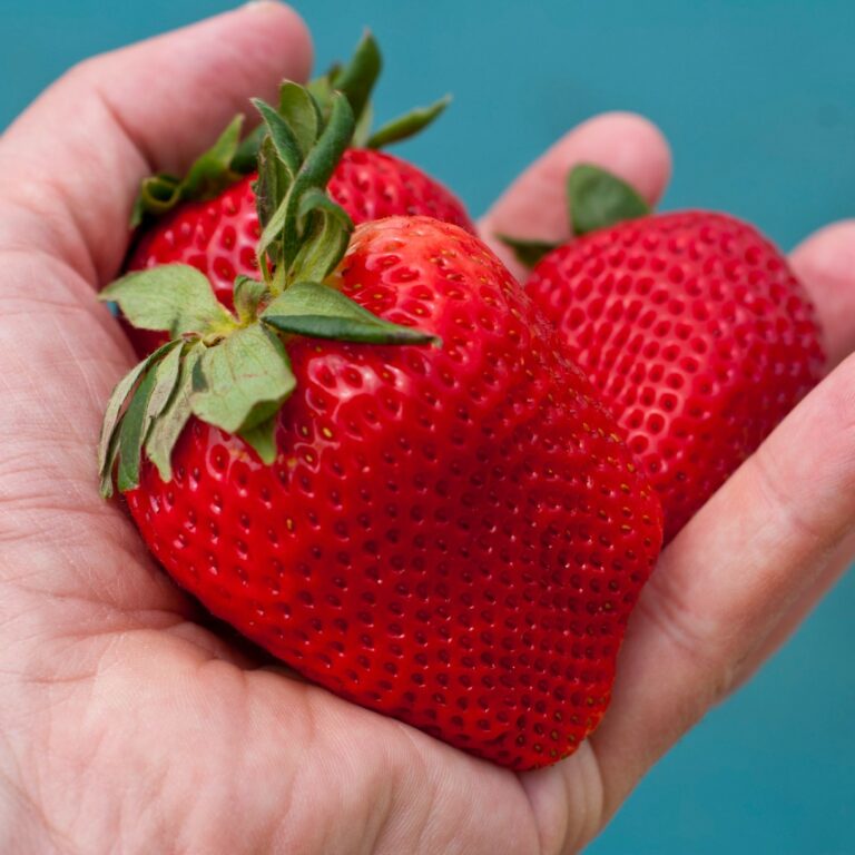 Footage of a strawberry up close under a microscope will guarantee you ...