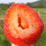 Footage of a strawberry up close under a microscope will guarantee you ...