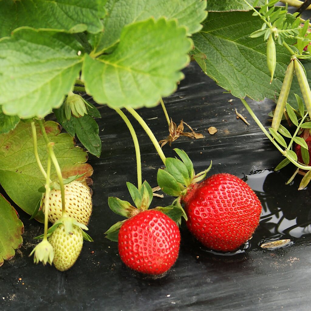 Footage of a strawberry up close under a microscope will guarantee you ...