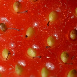Footage of a strawberry up close under a microscope will guarantee you ...