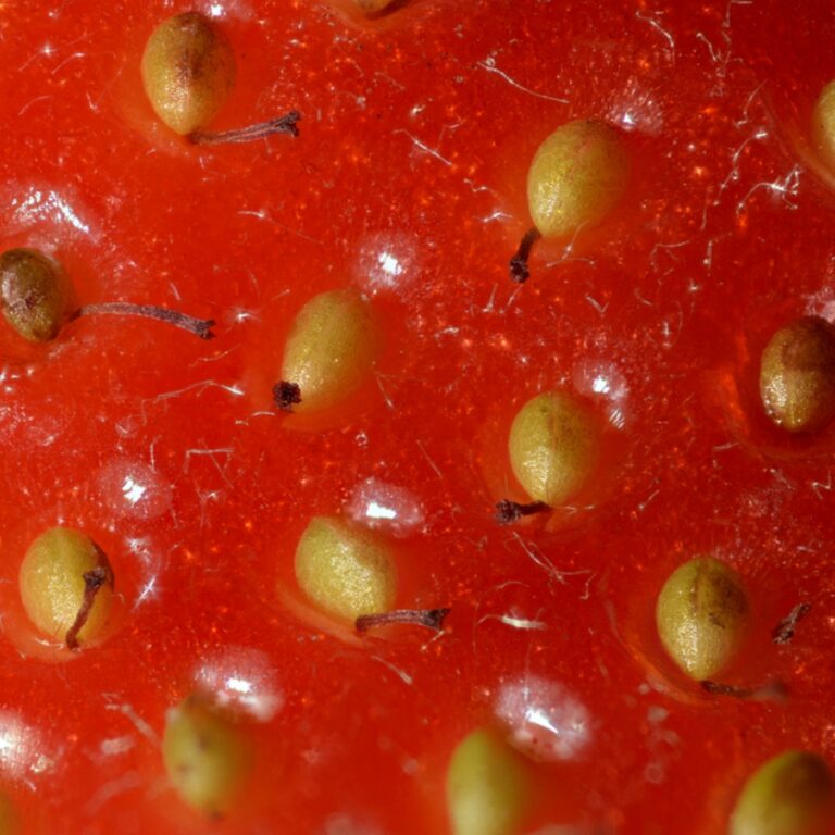 Footage of a strawberry up close under a microscope will guarantee you ...
