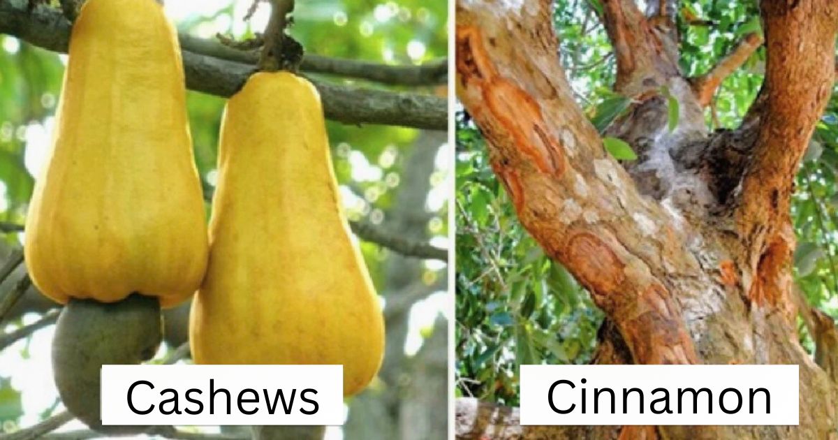 50 photos that prove you have no idea how your food is grown
