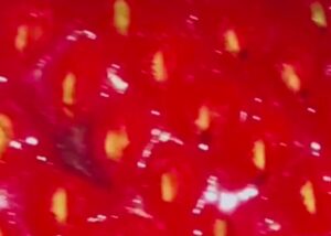 Microscopic view of strawberry ensures you will never forget to wash ...