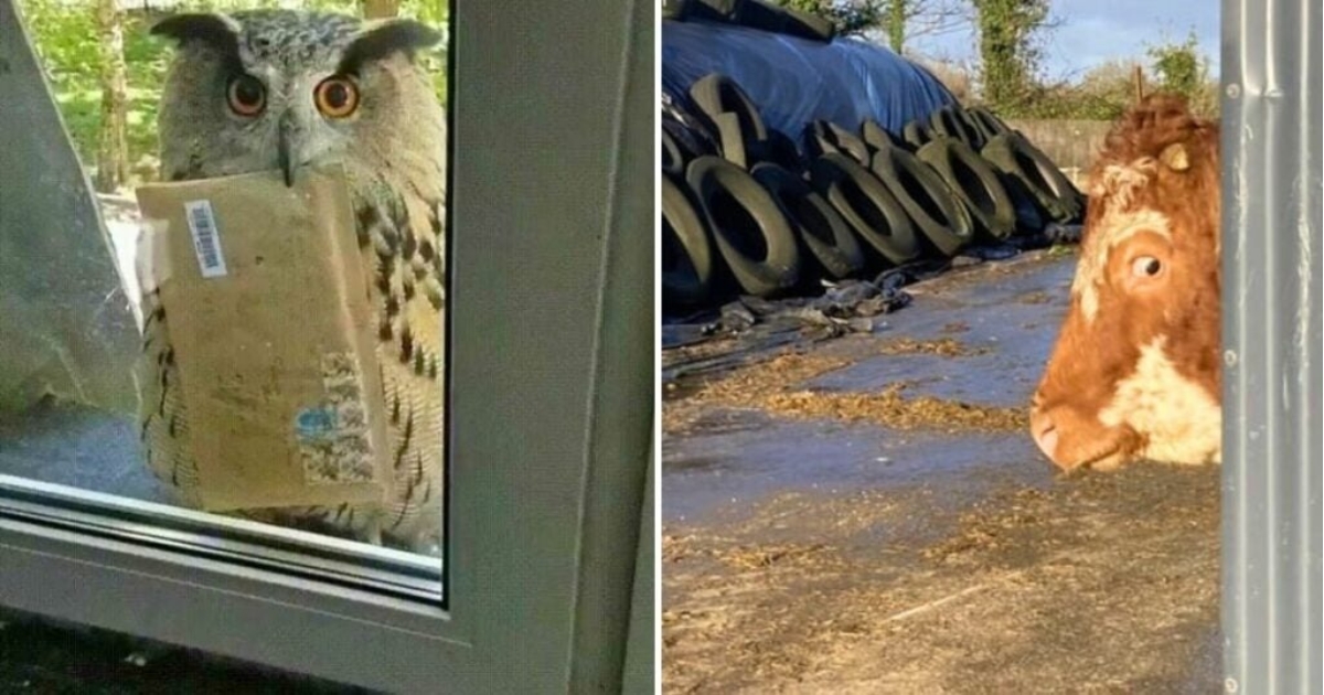 35 Unforgettable pics captured when animals did something ridiculously ...